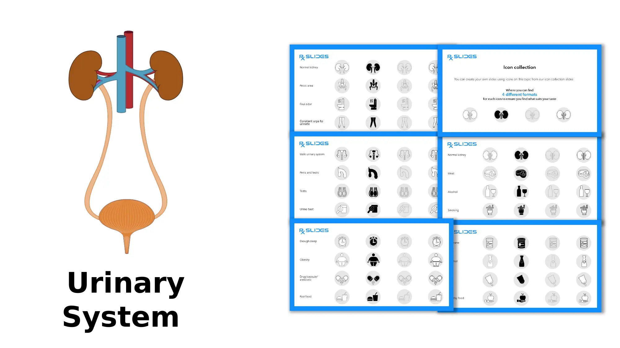 Download Urinary system anatomy & physiology PPT Template|RxSlides